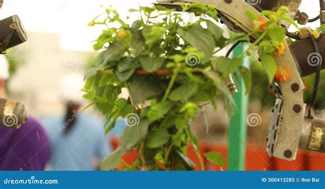 automatic pruning of flowers automatic pruning of plants conveyor in