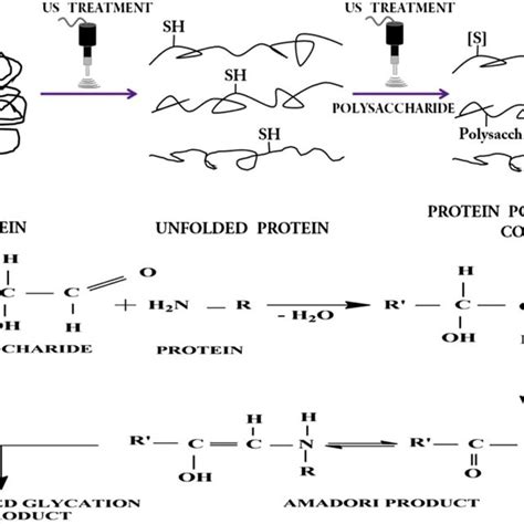 A Schematic Representation Of Protein Polysaccharide Interaction By Download Scientific Diagram