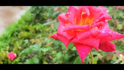 කොරියාවට රොස වසන්තය වැස්සත් එක්ක මල් බලමුද Youtube