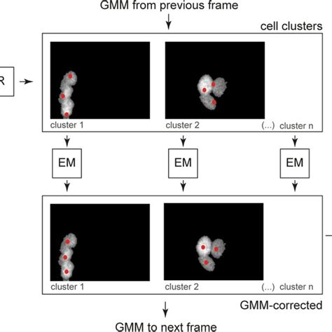 Block Diagram Of Cell Tracking Algorithm Cell Tracking Is Used In The