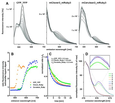 Time Course Of The Tryptic Digest Of The Fret Fusion Proteins A The Download Scientific