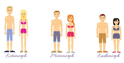 Endomorph Mesomorph And Ectomorph How To Find Your Body Type Dexa