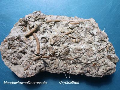 Swarm Rare Spiny Ordovician Trilobite Meadowtownella 139507004