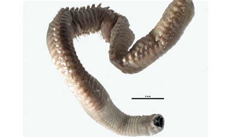 Fireworms Marine Biodiversity Portal Of Bangladesh