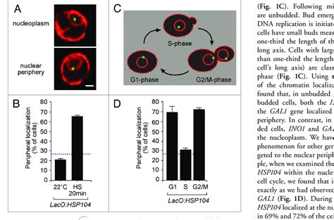 Gene Localization Throughout The Cell Cycle A Representative Images