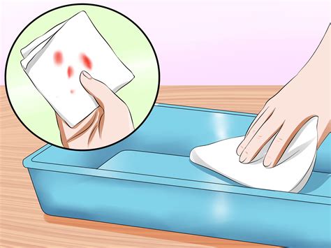 How To Sex A Rat From Birth 11 Steps With Pictures Wikihow