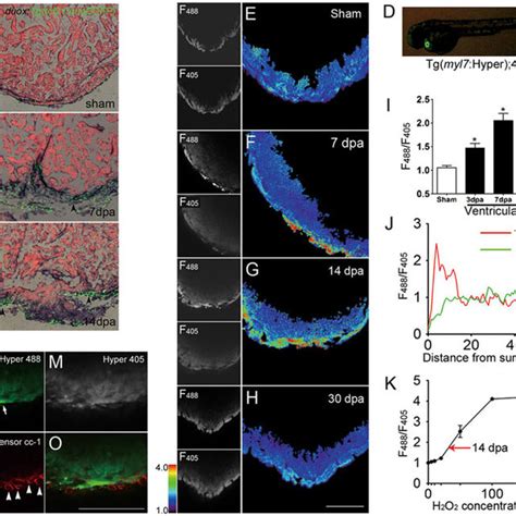 H2o2 Signaling Is Required For Heart Regeneration A B Inhibiting Download Scientific Diagram