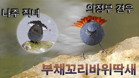 2023 부채꼬리바위딱새 수컷과 암컷 영상 Youtube