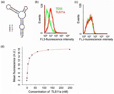 Characterization Of Aptamer Tls11a A The Secondary Structure Of