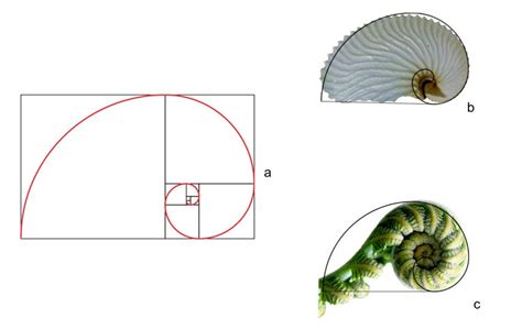 Fibonacci Sequence Shell