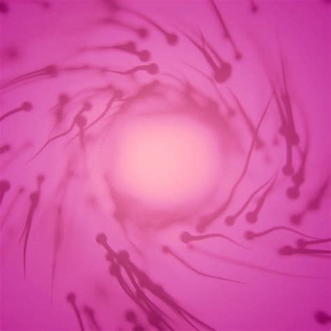 Conception Explained Fertilization And Implantation Pregmate