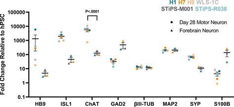 Stemdiff™ Motor Neuron Differentiation Kit Stemcell Technologies