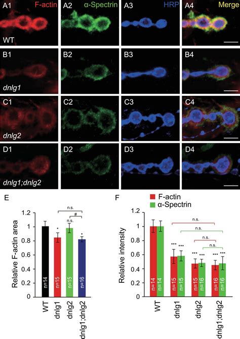 Figures And Data In Neurexin Neuroligin 1 Regulates Synaptic Morphology And Functions Via The