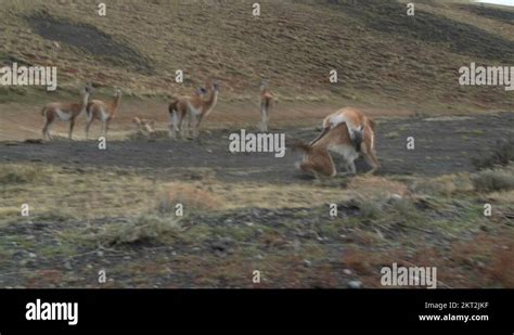 Camel Mating Stock Videos Footage HD And 4K Video Clips Alamy