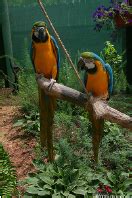 Descriptions Generated By Four Different Ap Download Scientific Diagram