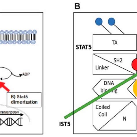 Schematic Presentation Of The Canonical Jak2 Stat5 Signaling Pathway Download Scientific
