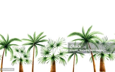 완벽 한 테두리 배너 녹색 야자수와 프레임 코코넛 나무 클립 아트 수채화 손으로 그린 꽃 정글 그림이 배경에 고립되어 있습니다 디자이너 엽서 인사말 생일 달력 월페이퍼