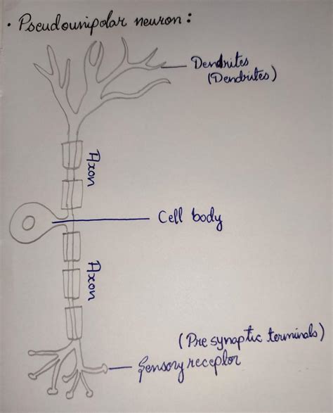 Pseudounipolar Neuron