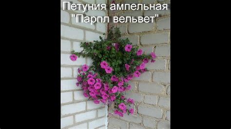 Ампельная петуния Парпл Вельвет. Черенкование, пересадка, материнское ...