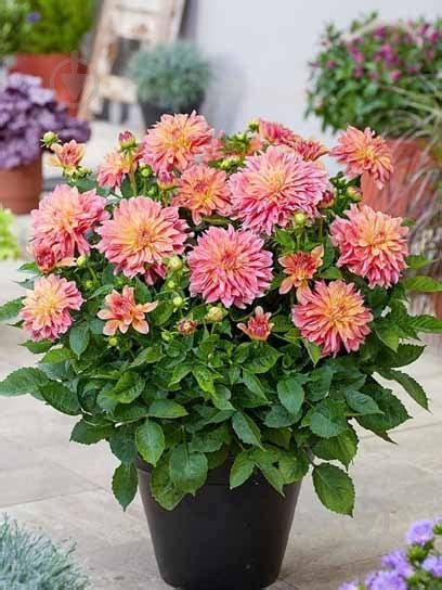 ᐉ Коренебульба жоржини декоративної Гарден Дізае 1 шт • Краща ціна в Києві Україні • Купити в