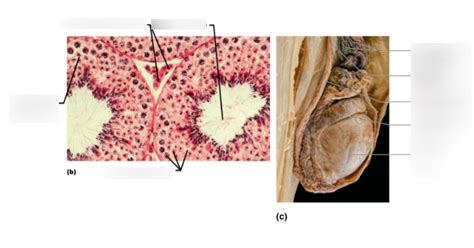 Structure Of The Testis Diagram Quizlet