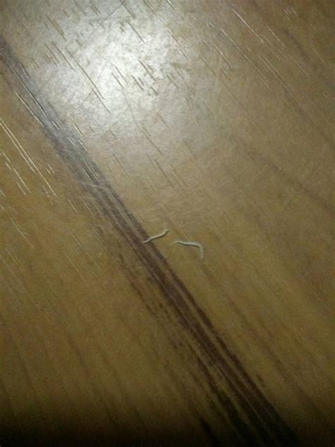饶虫 蛲虫真实 伤感说说吧