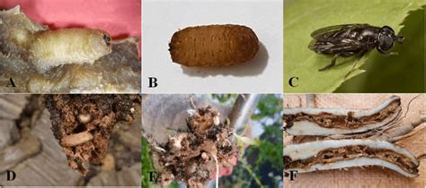 Each Life Stage And Damages In Host Plants Of Eumerus Platycodon Sp