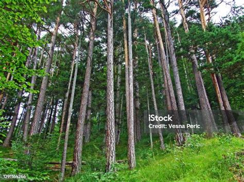 리히텐슈타인 알프스 산맥의 경사면과 라인 강 계곡의 숲과 얇게 썬 나무 샤안 리히텐슈타인 0명에 대한 스톡 사진 및 기타 이미지 Istock