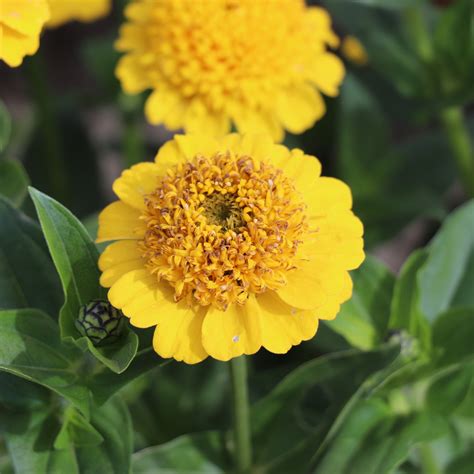 Yellow Zinnia Flower
