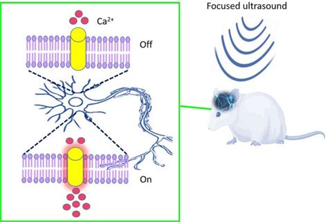 Ultrasound And Sonogenetics A New Perspective For Controlling Cells