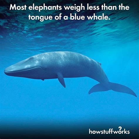 Blue Whale Compared To Elephant
