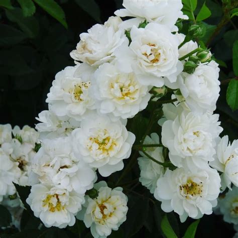 klumba.com.ua - 🌹Гирлянд де Амур🌹 (Guirlande d'Amour) - белая роза ...