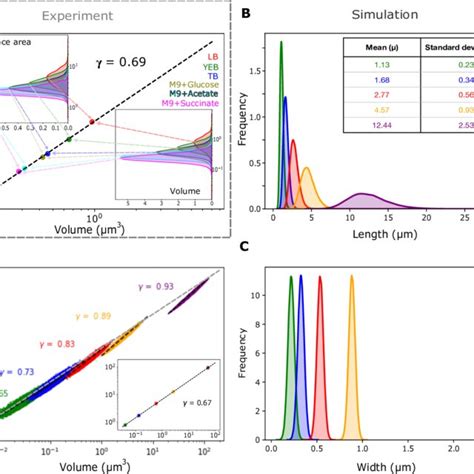 The Effect Of Cell Size Population Variability And Averaging On Download Scientific Diagram