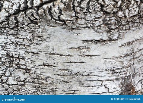 Warty Birch Tree Bark A Natural Pattern Stock Image Image Of Botany Bark 178148911