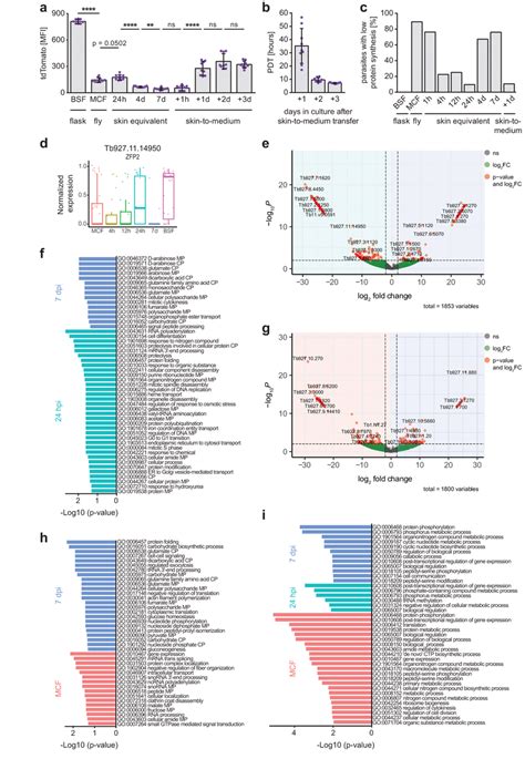 Trypanosomes Reversibly Enter A Quiescent State In The Skin That Is