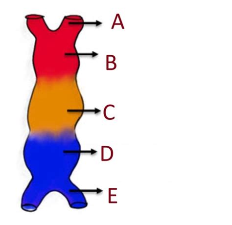 Echo Epidemiology Flashcards Quizlet