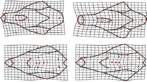 Sex Based Differences In The Skull Shape Of Red Foxes Vulpes Vulpes