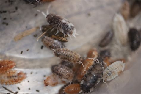 porcellio scaber koi isopods isoflora