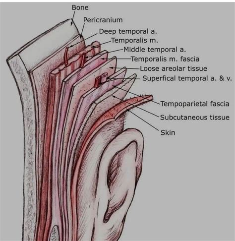 Layers Of Scalp Anatomy Layers Of Scalp Anatomy