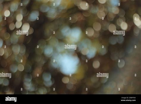 Blur Nature Tree Beautiful For Background Abstract Bokeh Forest Background Stock Photo Alamy