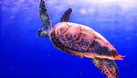 Картина «Животные 024 Другое Авторская техника 2021 г