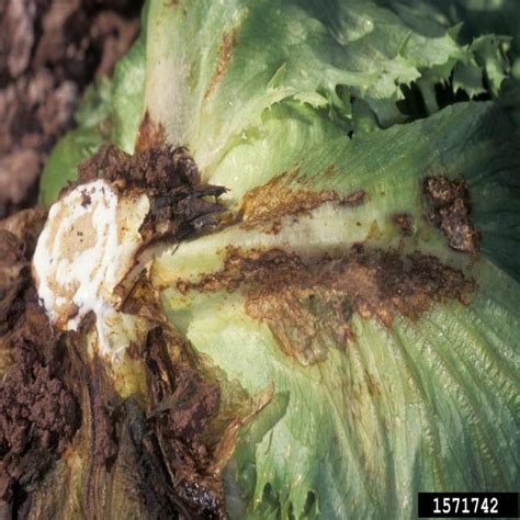 Lettuce Disease Detection Object Detection Dataset V1 2023 06 16 2 14pm By University