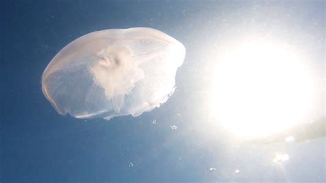 Newport Beach Diving Adventures — Oceanearthgreen