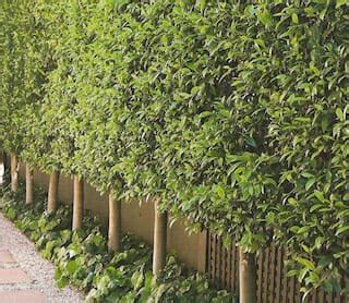 Ficus Hillii Flash 8 Pot Hello Hello Plants And Garden Supplies