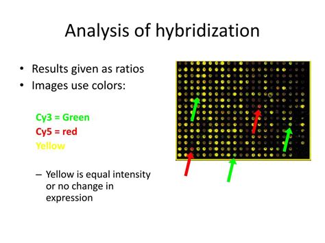 ppt microarray hybridization powerpoint presentation free download