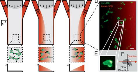 Concept Of A Microfluidic Bidirectional Gradient Generator A Download Scientific Diagram
