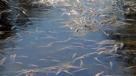 水污染导致水中缺氧鱼死亡mp44k视频素材下载 编号4880157 潮点视频