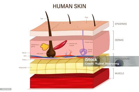 Human Skin Anatomy Skin Layers Structure Vector Epidermis Dermis