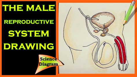 How To Draw The Male Reproductive System The Male Reproductive System Easy Drawing Tutorial