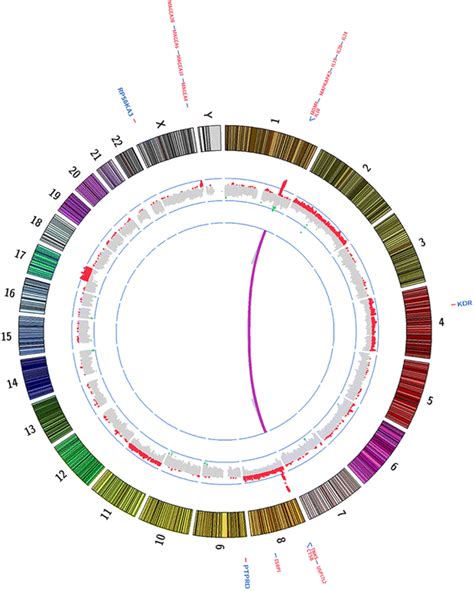 circos plot with whole exome sequencing summary copy number